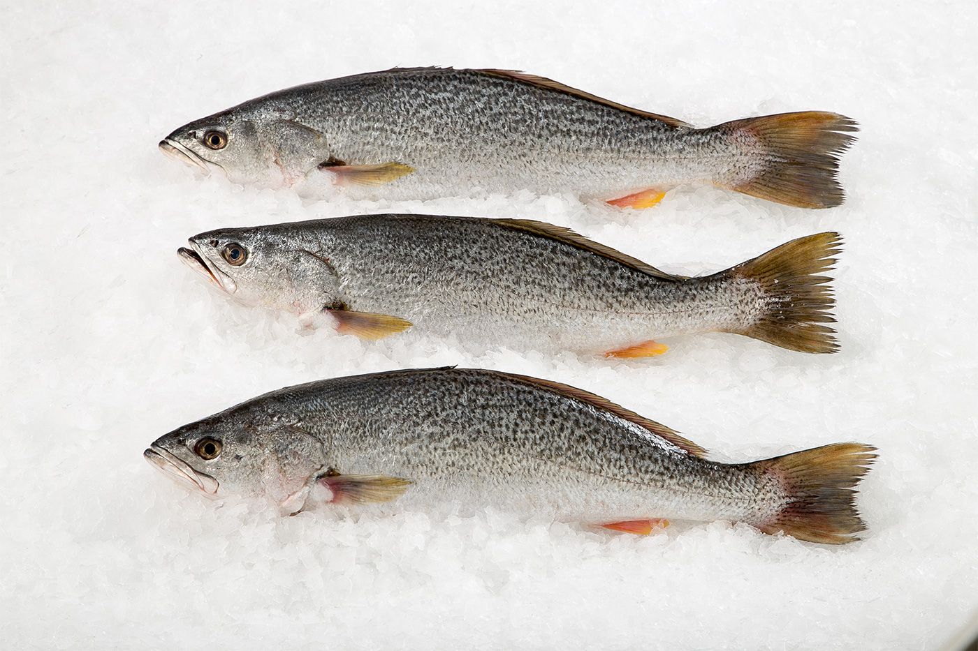 Sea Trout SAMARCH Project Delivers New Information To Protect Our